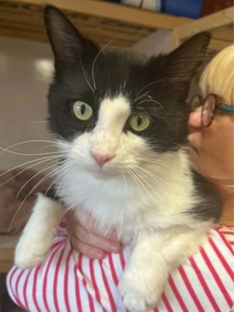 Stanley - Avid's Angels Cat Rescue